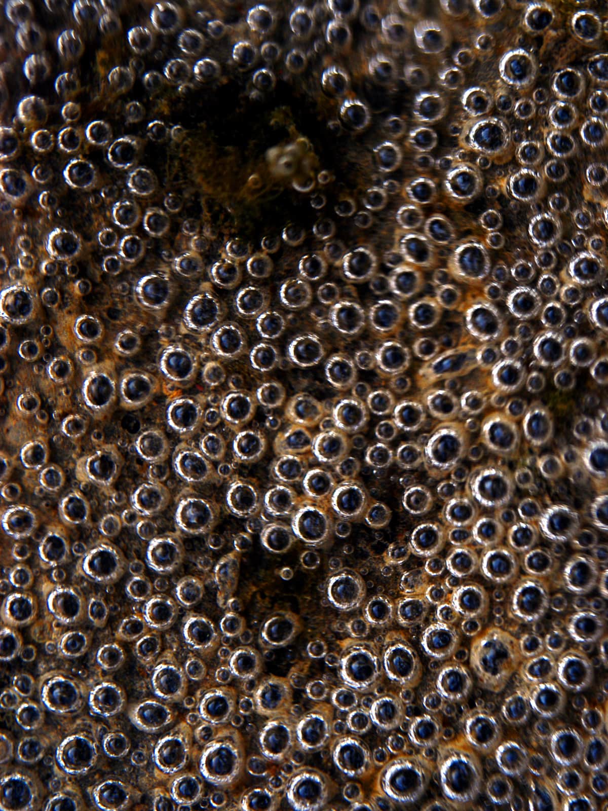 1000 Eyes | Gorki